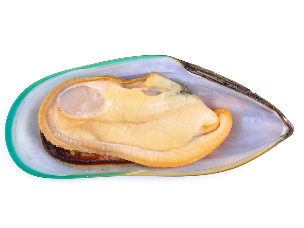 Half Shell Mussels - Shell Fisheries