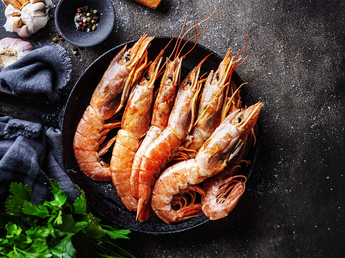 Major steps in the life cycle of a shrimp - Shell Fisheries